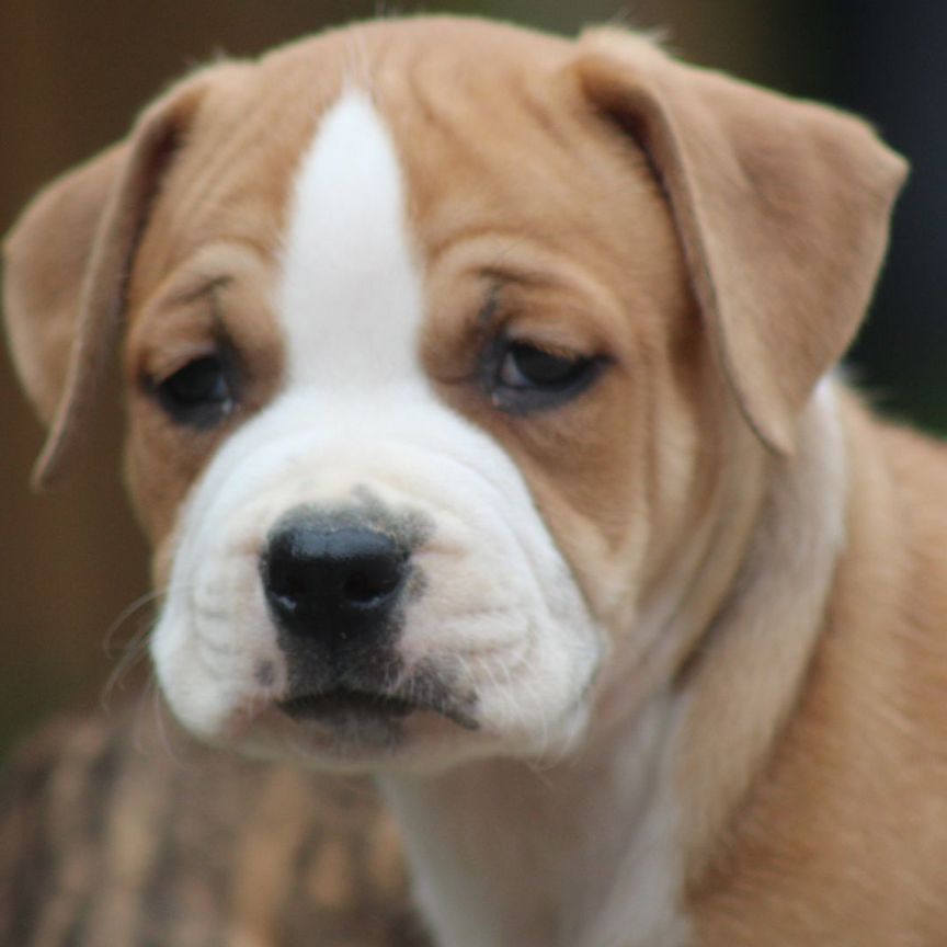 Шикарные щенки ам.стафф терьер