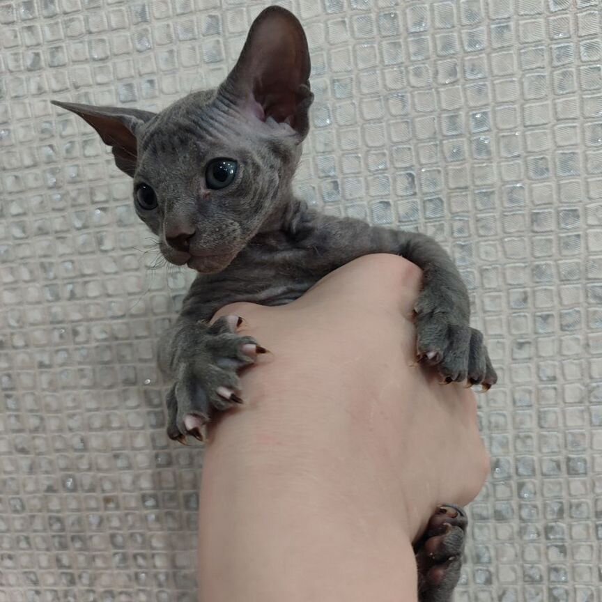 Донской сфинкс котёнок