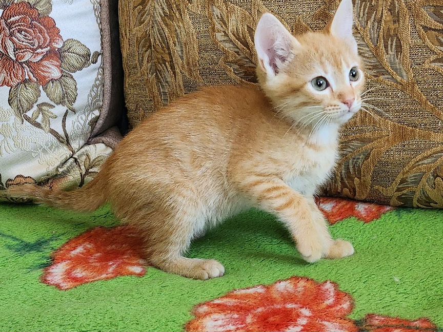 Маленький котенок Лёпа в добрые руки