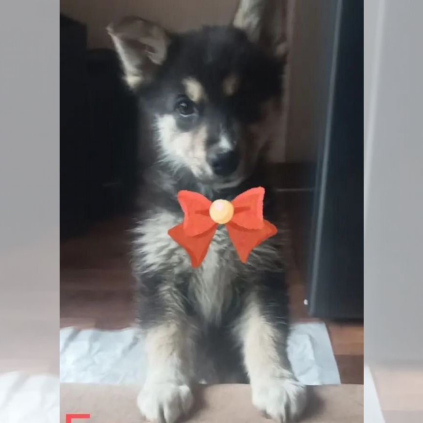 Щенок в добрые руки