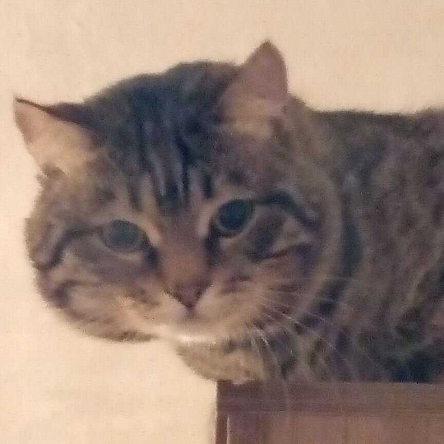 Взрослый кот в добрые руки