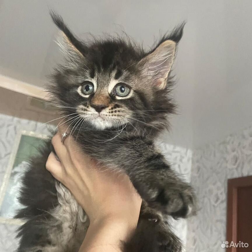 Мейн-кун