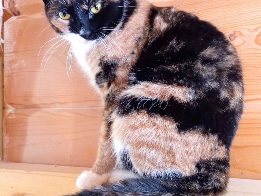 Шоколадку вернули хозяева