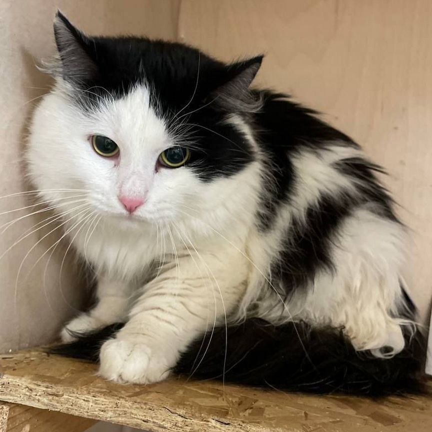 Взрослый кот в добрые руки