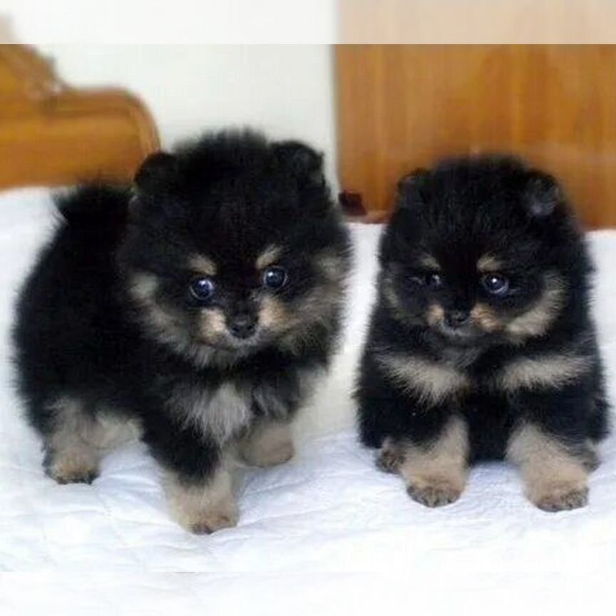 Щенок от частного владельца