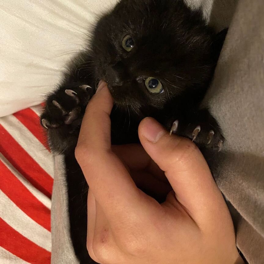 Котенок в добрые руки