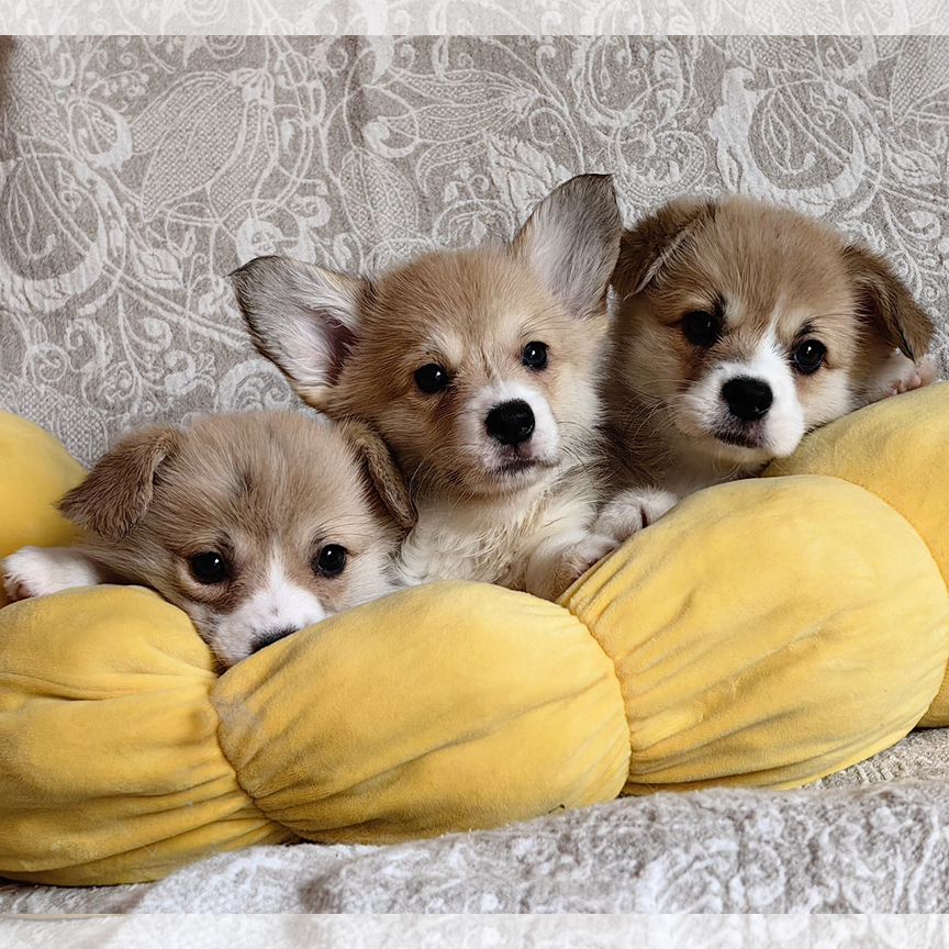 Элитные щенки корги девочки