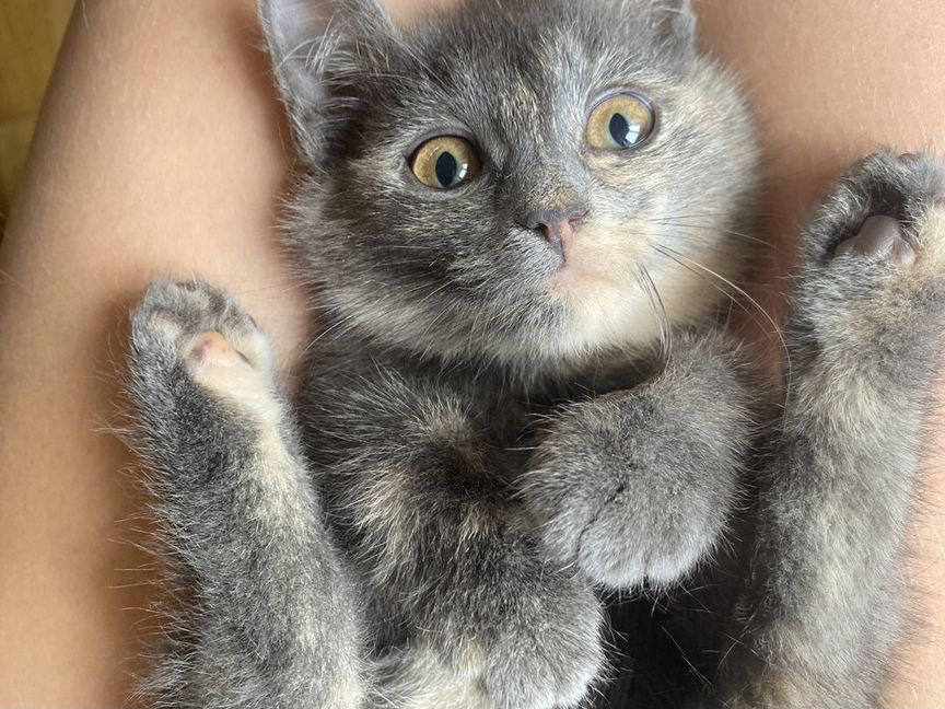 Серый рыжий котёнок в добрые руки