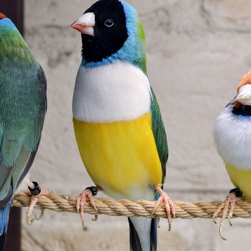 Амадины гульда