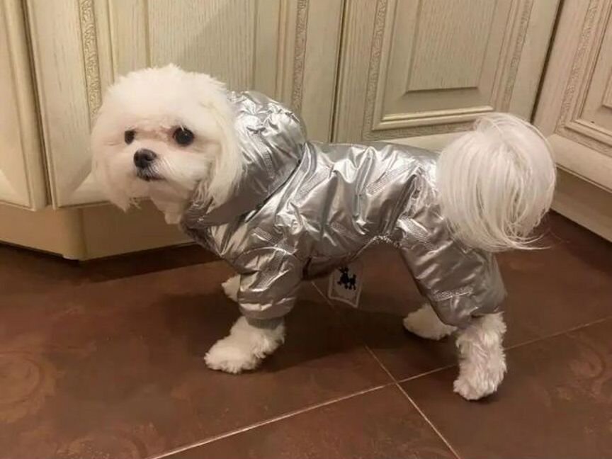 Комбинезон весна осень для собачек