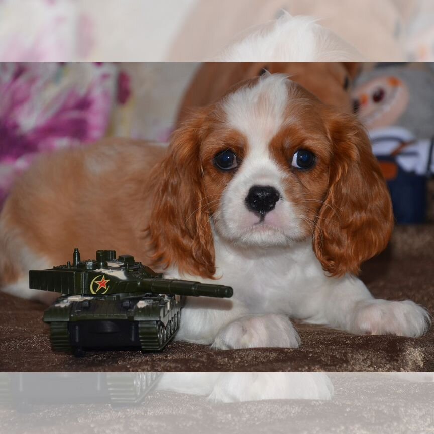 Кавалер кинг-чарльз-спаниель, щенок