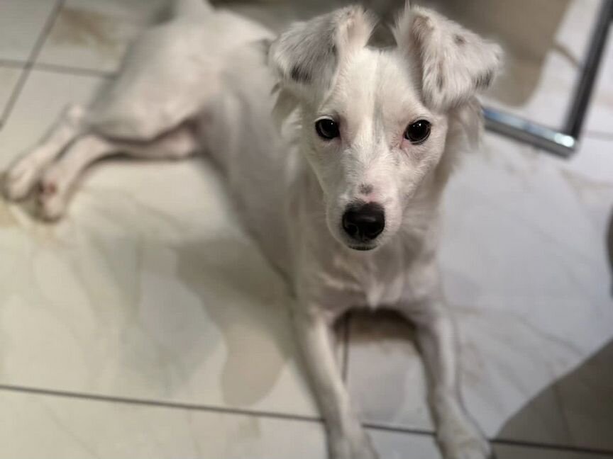 Маленькая собачка