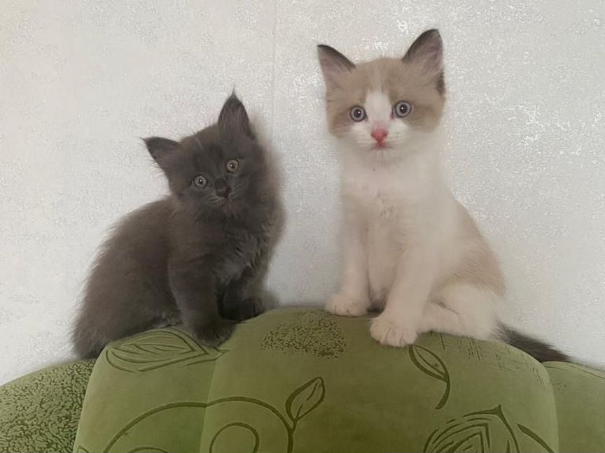Котята в дорые руки бесплатно