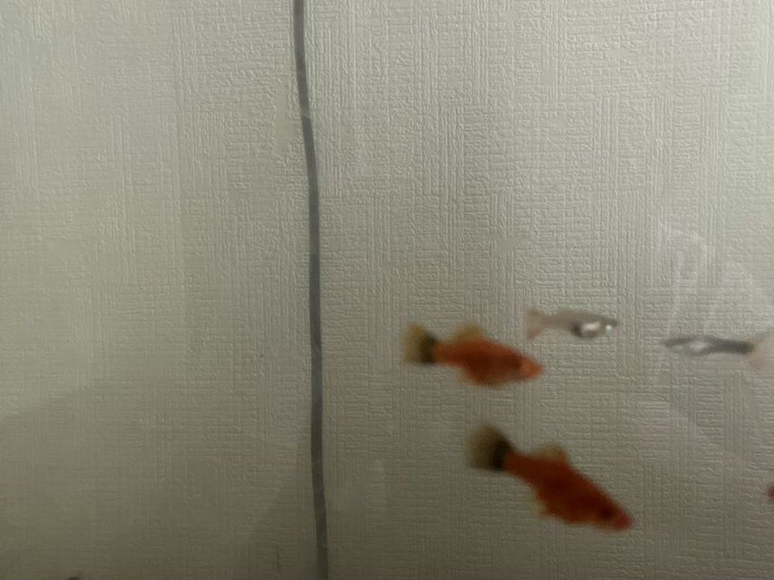 Аквариумные рыбки гуппи и меченосцы