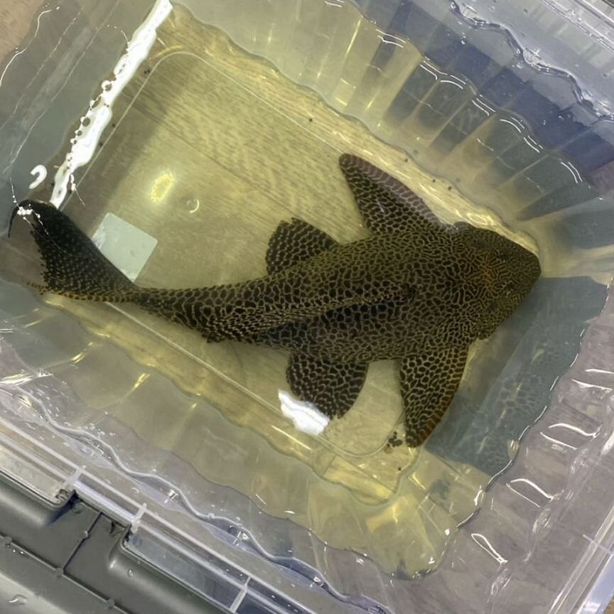 Сомик аквариумный