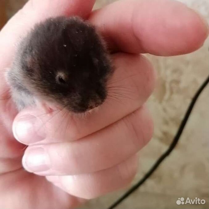 Восточная слепушонка