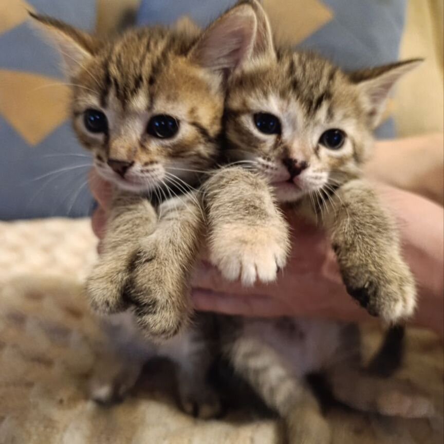 Отдам котят в добрые руки