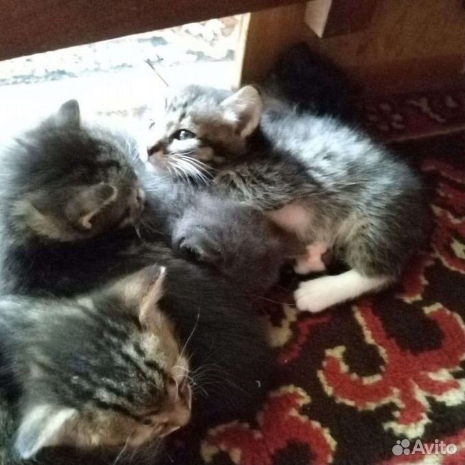 Котята, мышеловы, умненькие, к лотку приучены