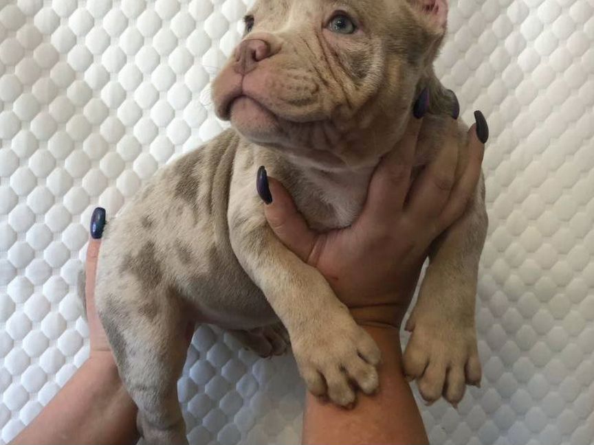 Американский булли лиловый триколор мерль