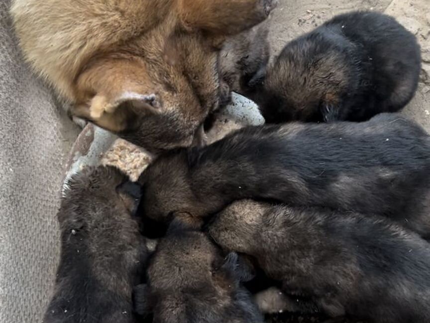 Щенки волка и тибета