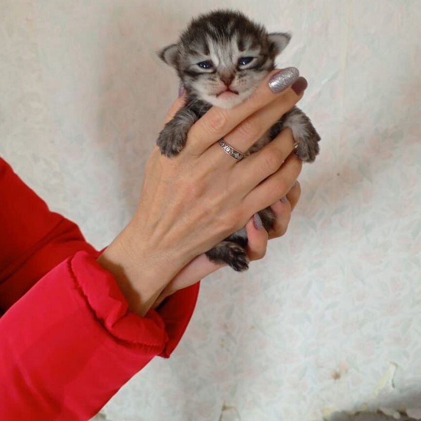 Спасите котят