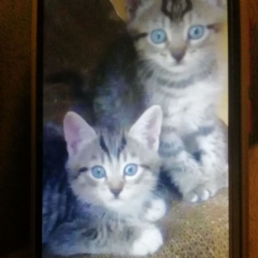 Котята в добрые руки