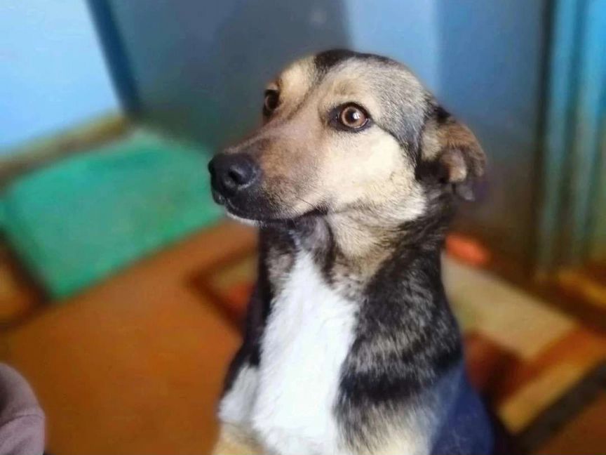 Гаечка