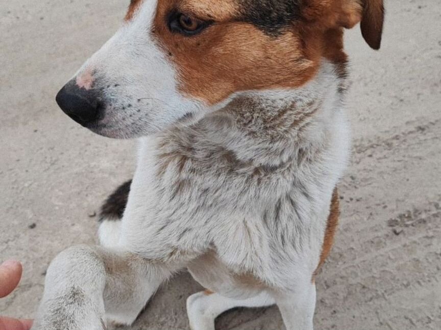 Умный пëсик нуждается в семье (кастрирован)