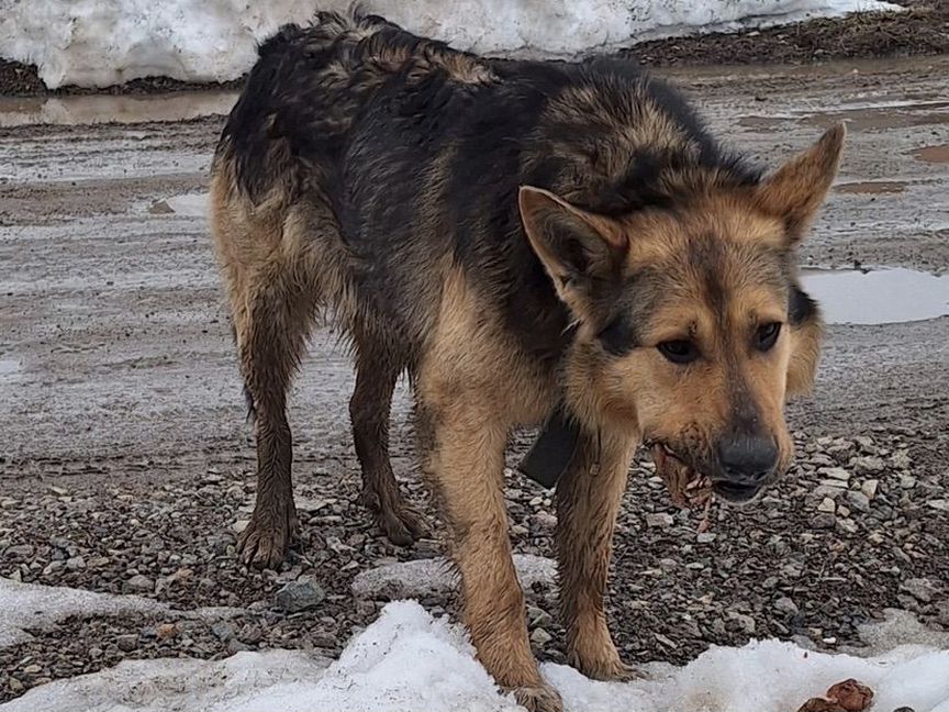Собаке нужен дом