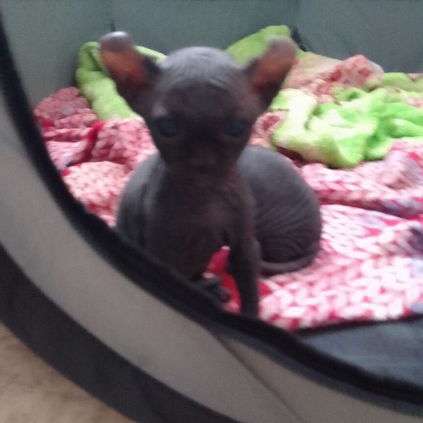 Канадский сфинкс(эльфики)