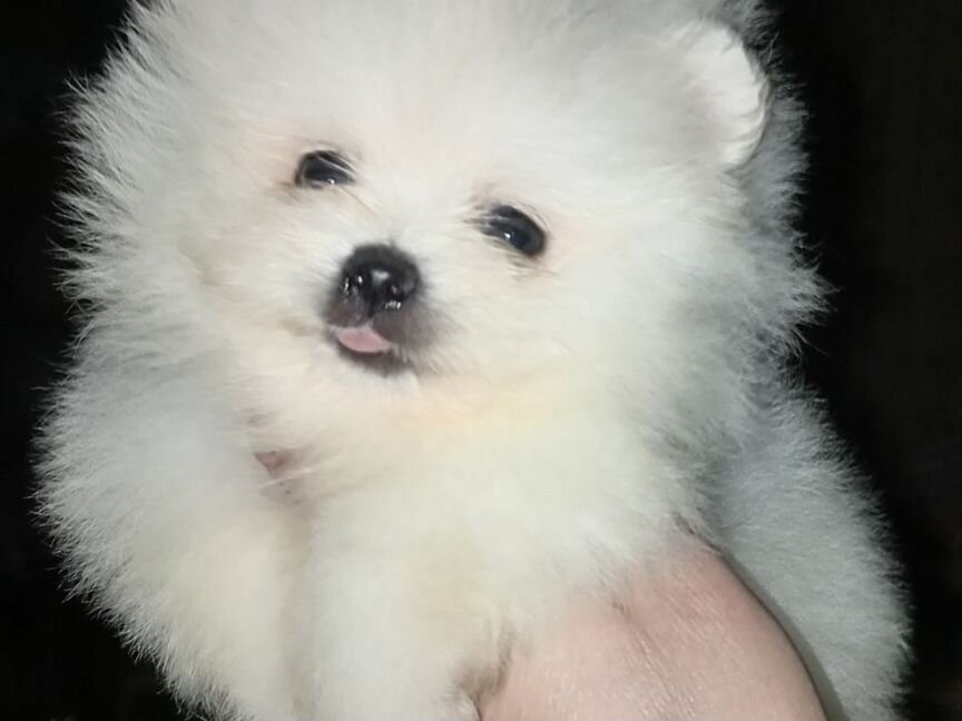 Сладкий Кексик