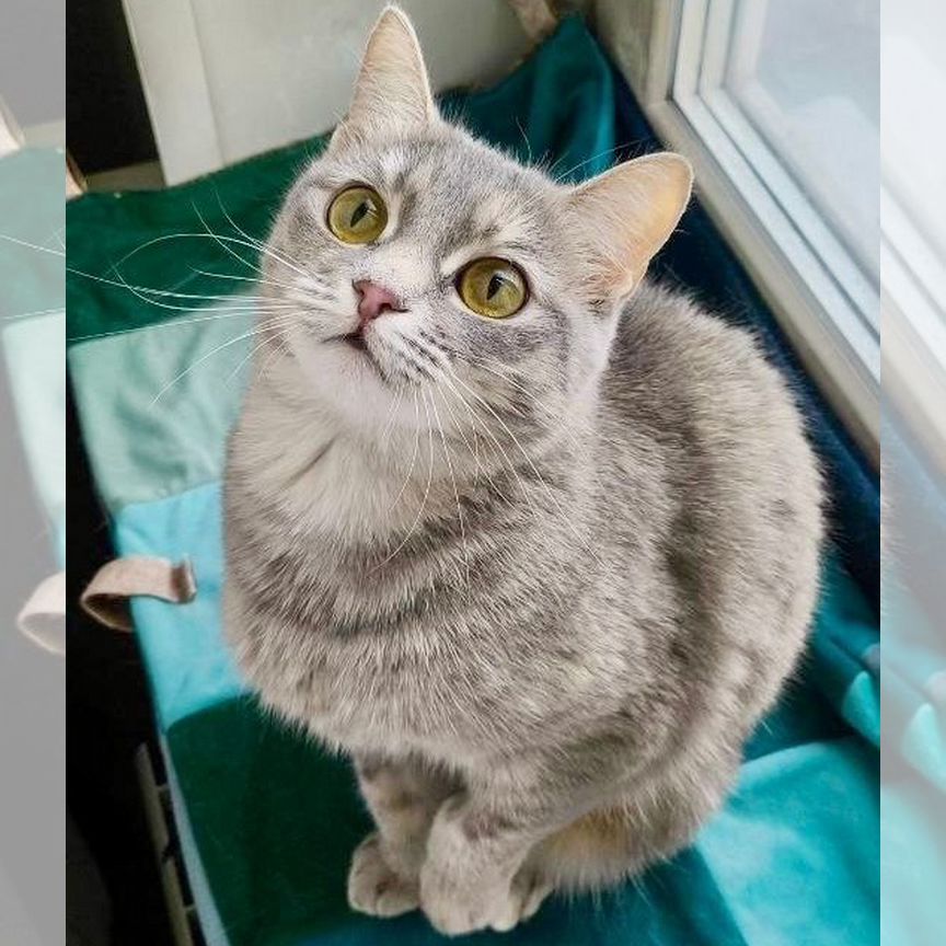 Взрослая, кошка в добрые руки