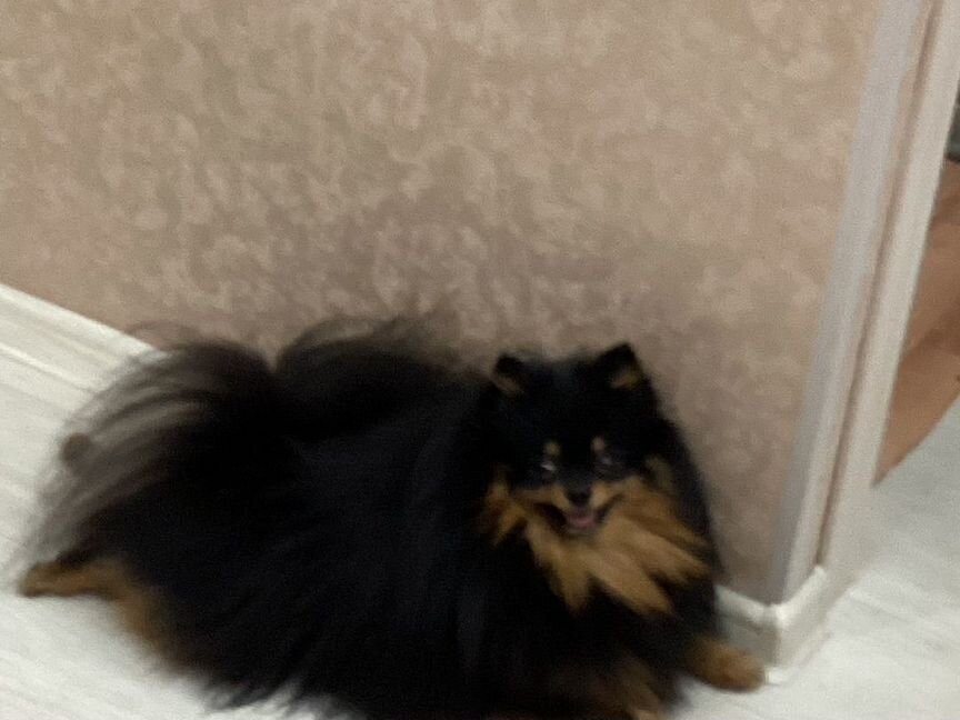 Вязка Немецкий шпиц