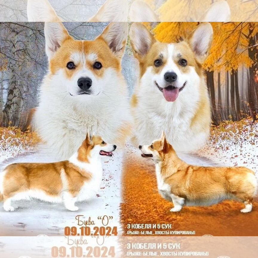 Чудесные Вельш Корги Пемброк РКФ