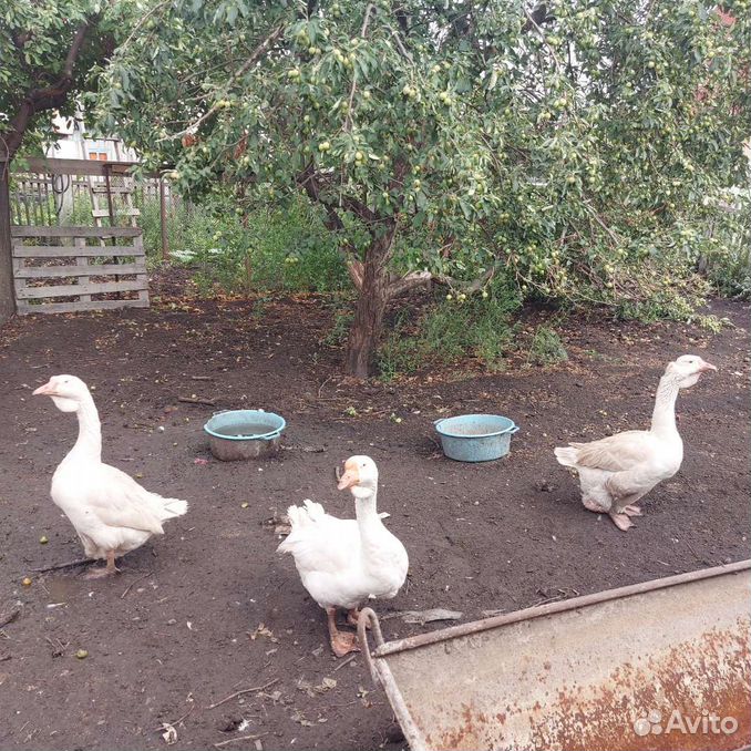 Гуси холмогоры