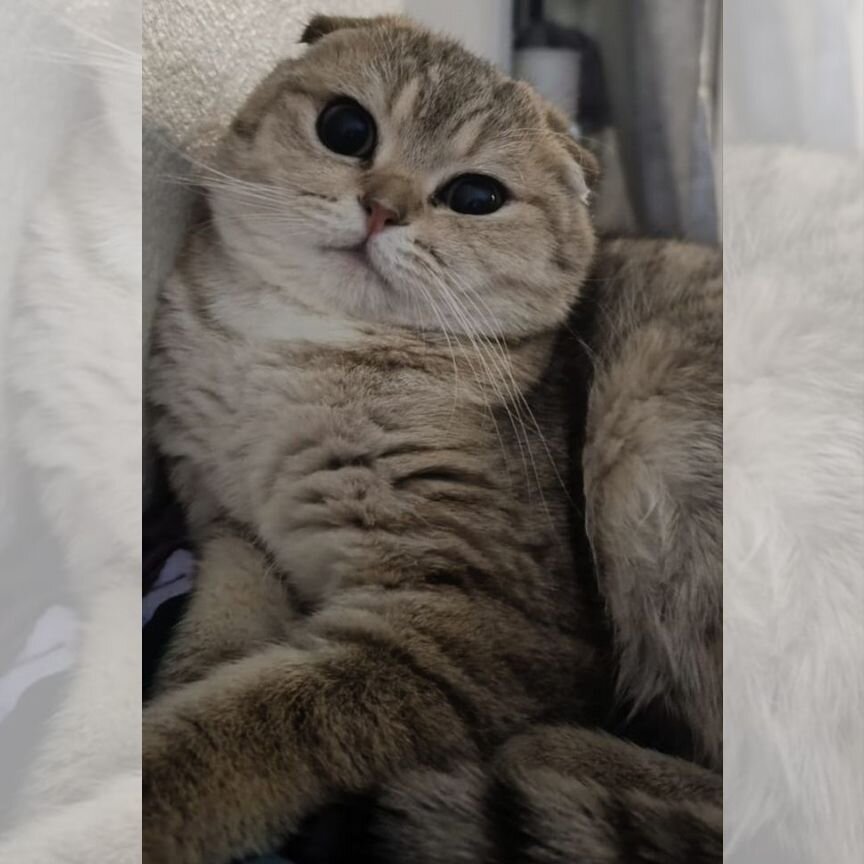 Шотландский вислоухий короткошёрстный кот, вязка