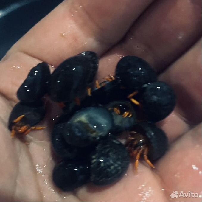 Раки отшельники