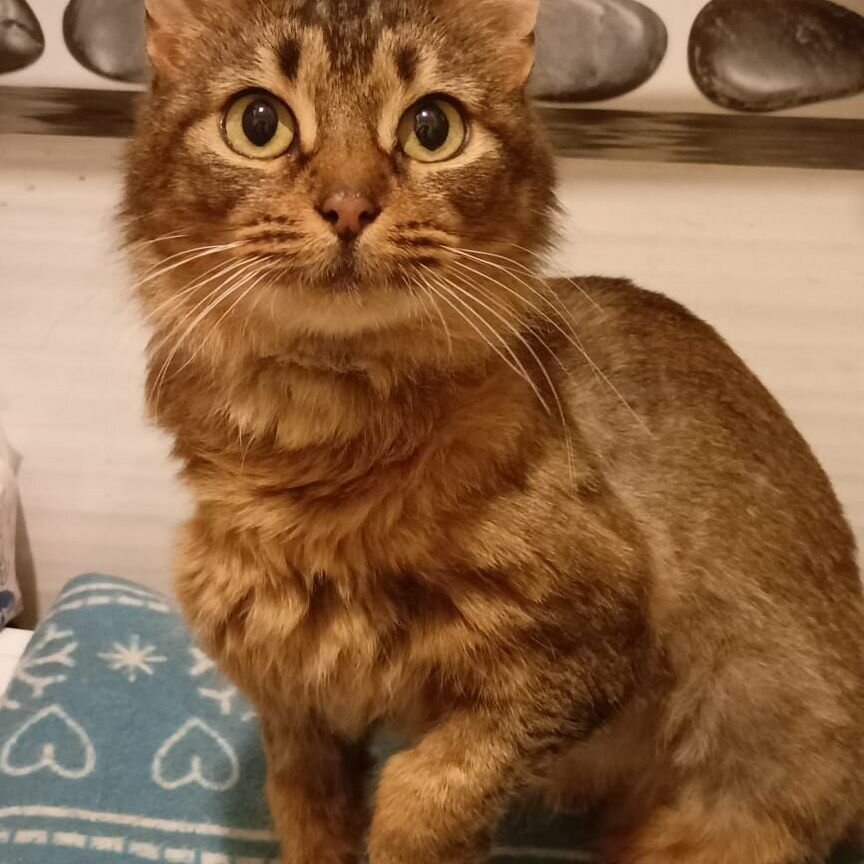 Сомалийская кошка