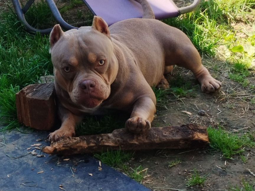 Американский булли покет