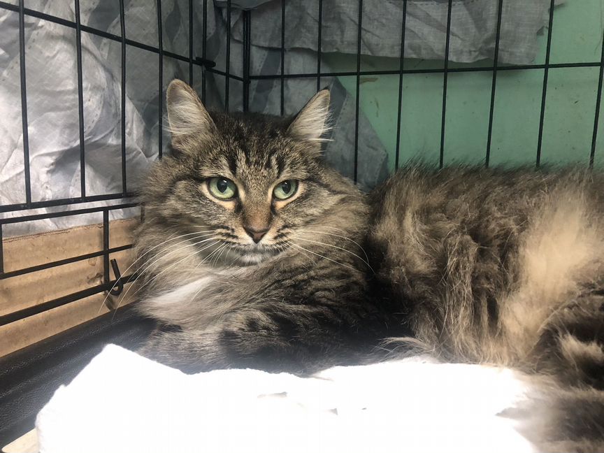 Кошка в добрые руки