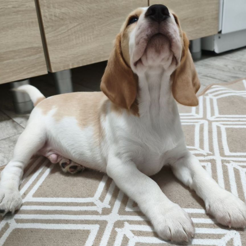 Бигль, щенок