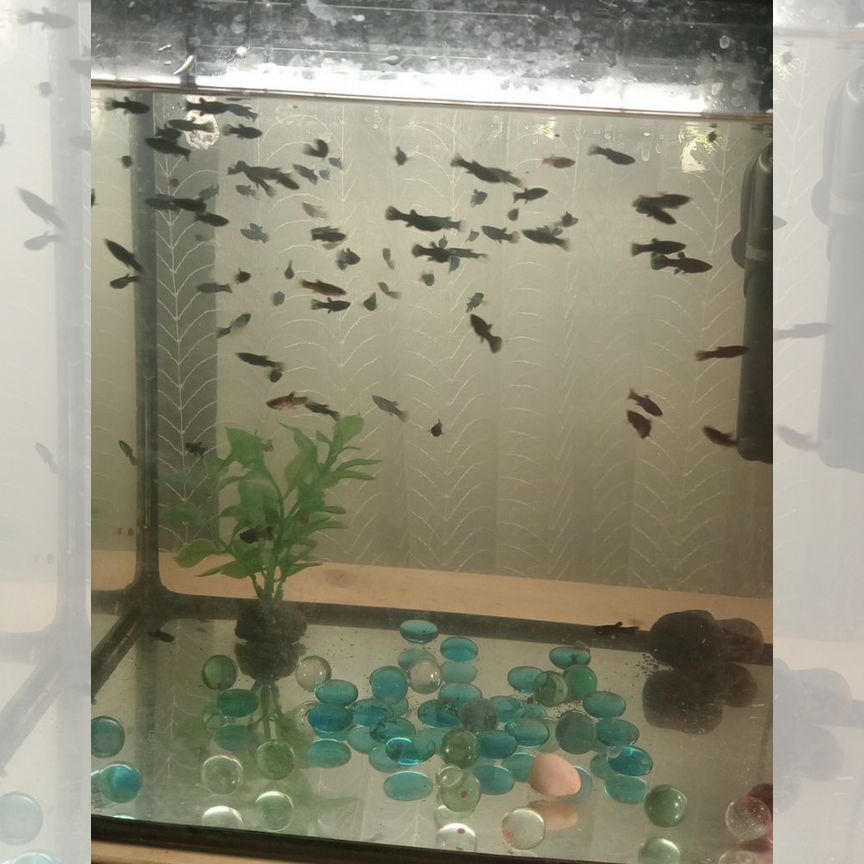 Аквариумные рыбки