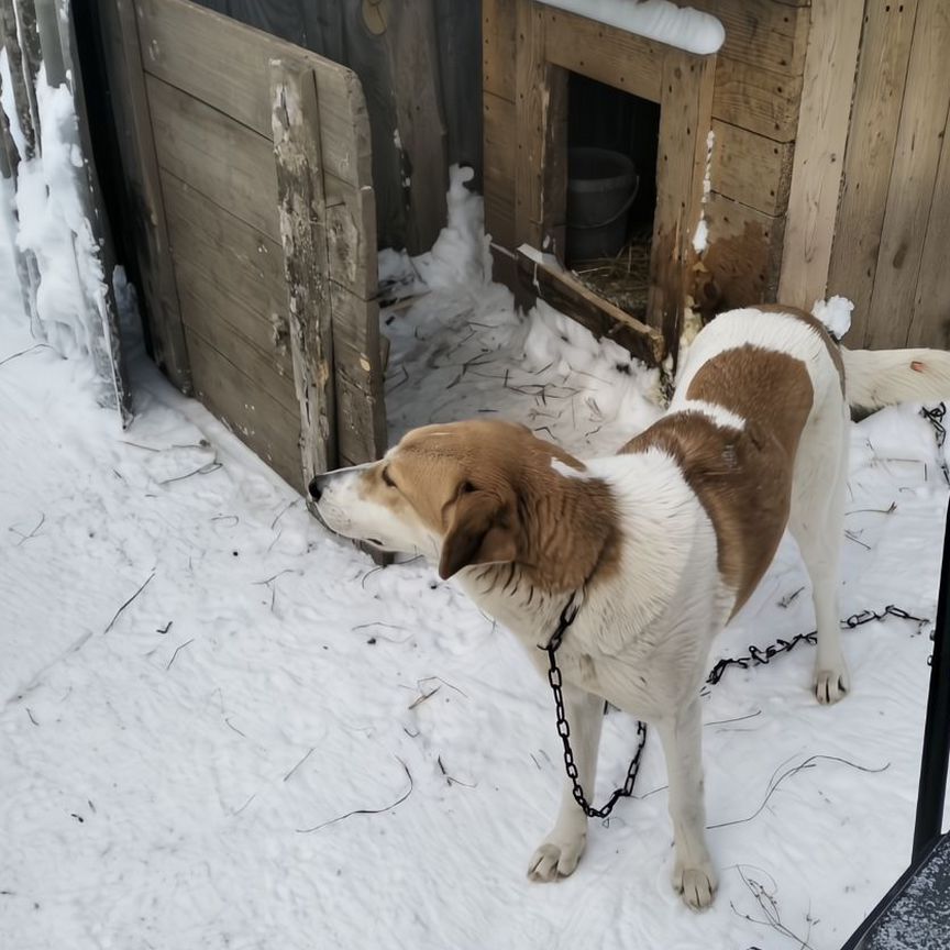 Русская гончая, щенок