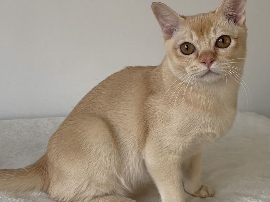 Бурманский котенок