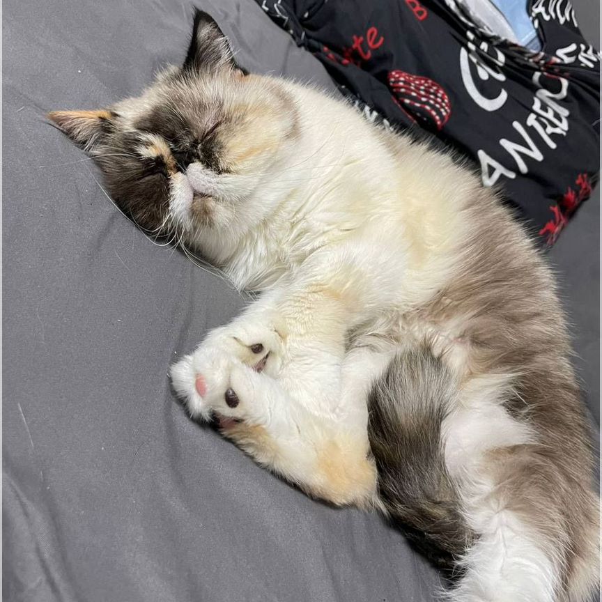 Экзотическая короткошёрстная, взрослая кошка