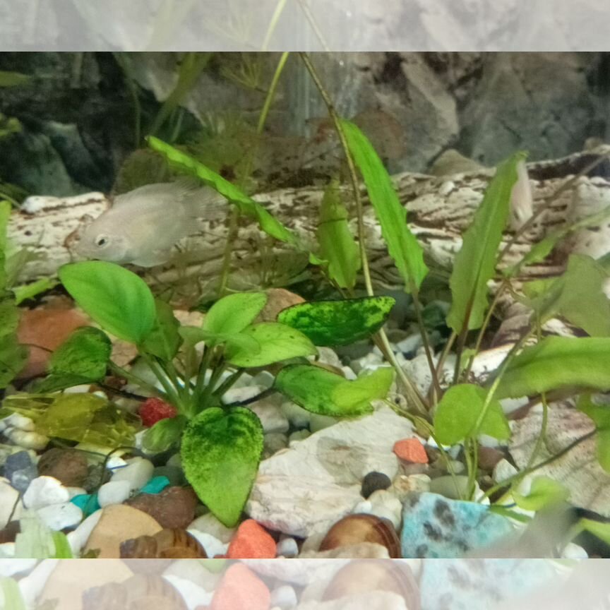 Аквариумные рыбы