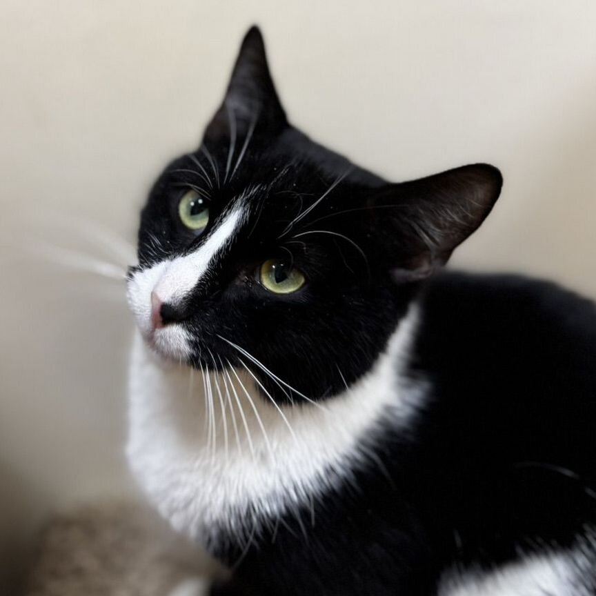 Котик ищет домик