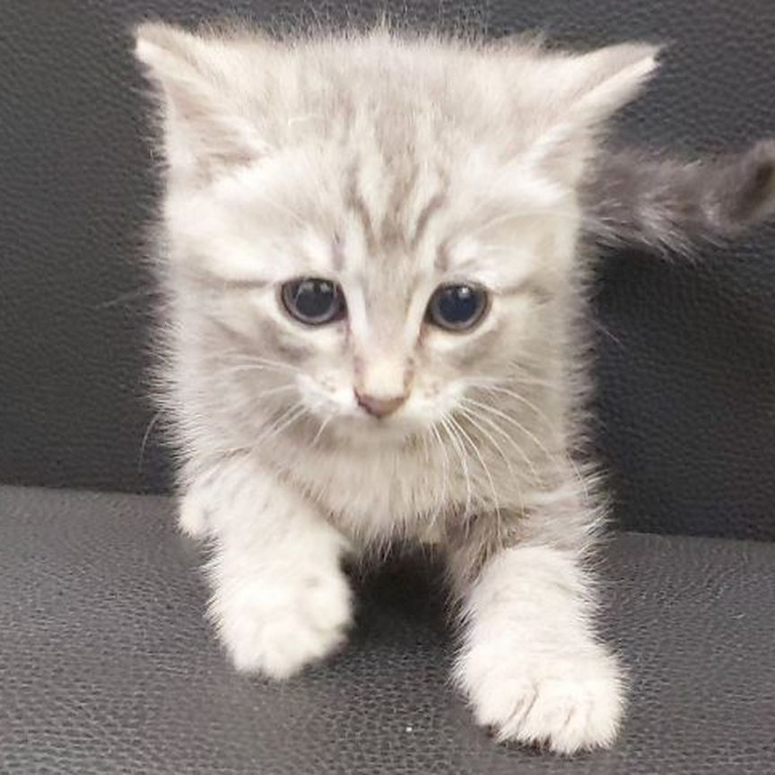 Шотландский вислоухий короткошёрстный котёнок