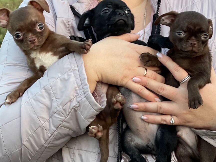 Маленькие собачки чихуахуа