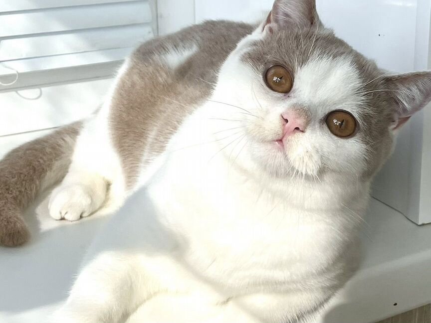 Британский котик редкого окраса фавн